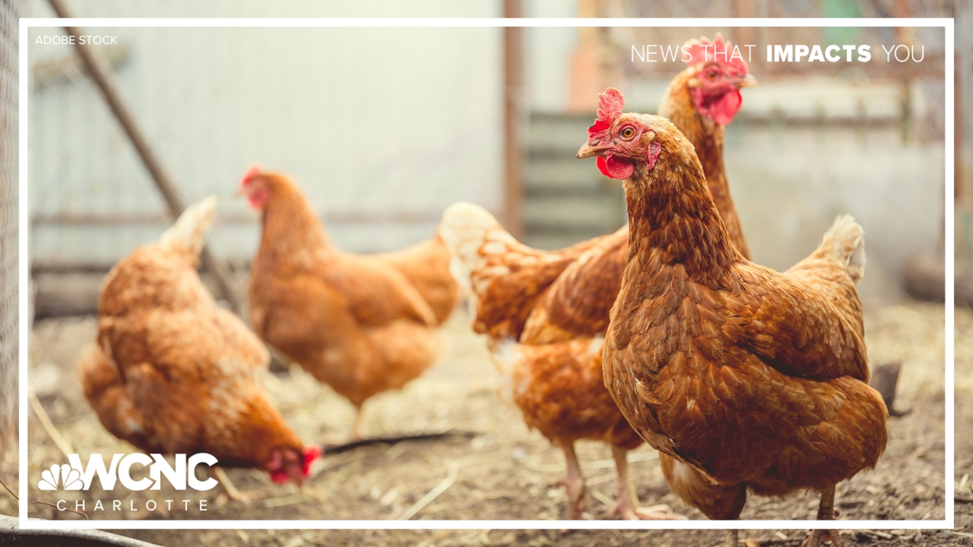 The US could use vaccines to help fight bird flu. Here's what to know