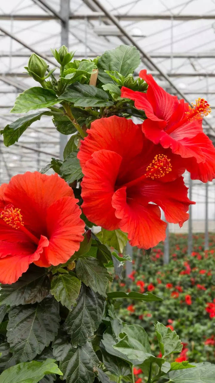 How to grow Maa Durga’s favourite flower Gudhal, or Hibiscus on the ...