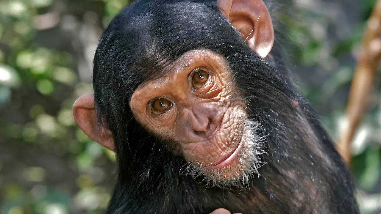 5 animals that act like humans and why