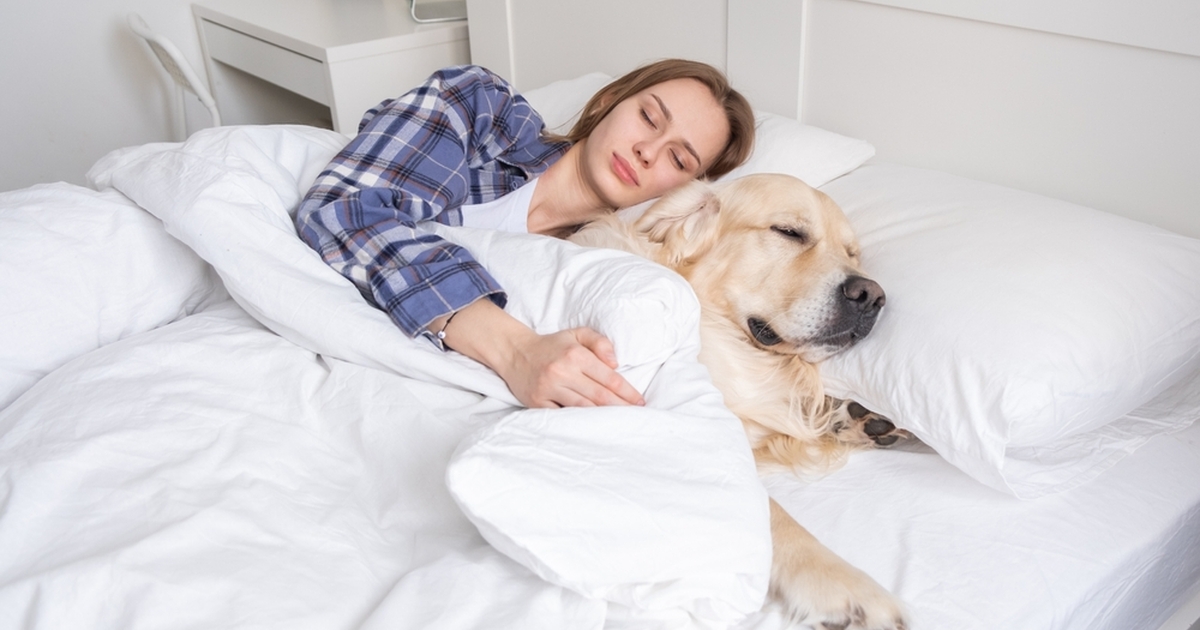 Here are 14 Lazy Dog Breeds: Perfect for Those Who Love to Relax at Home