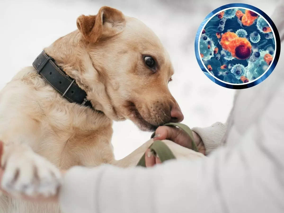 Loyal dog detects woman’s cancer days before doctor's diagnosis. Do ...