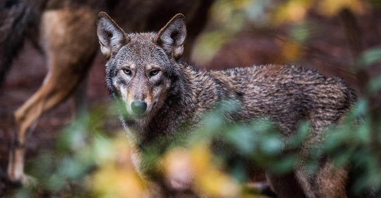 Less than 20 red wolves remain in the wild. We had a plan to save them.