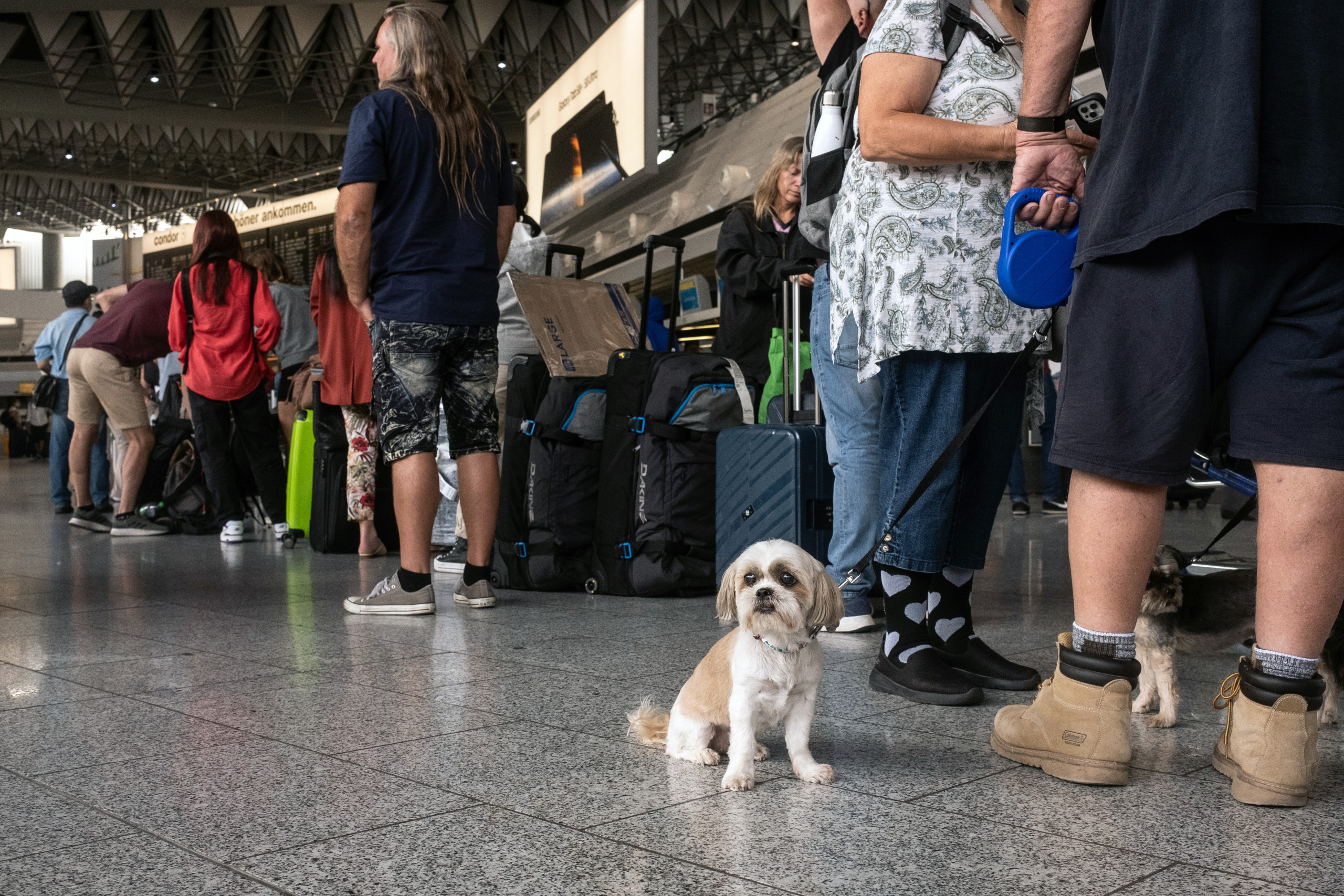 Allt du behöver veta innan du reser med ditt husdjur