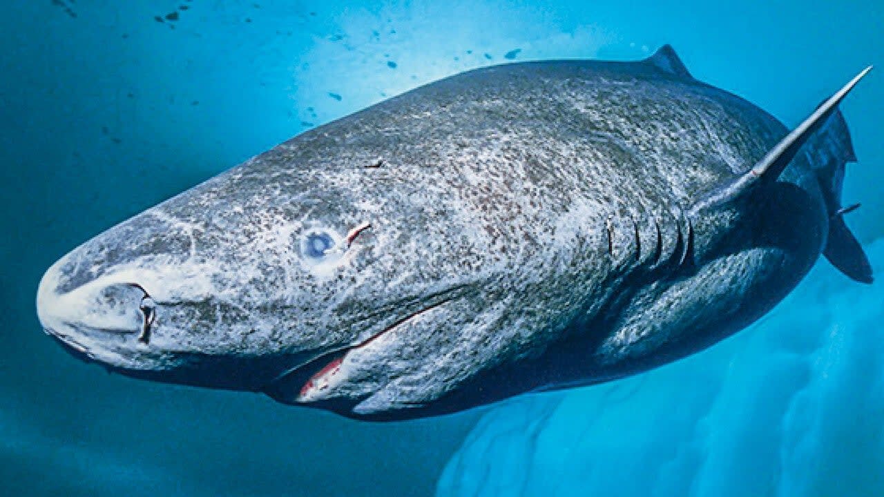 Secrets of the Greenland Shark’s Longevity Revealed in New Study