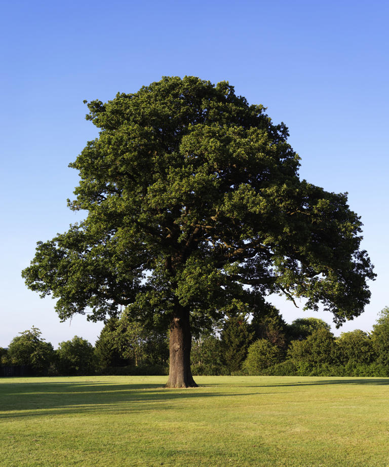 What's your birth month tree? Discover the symbolism behind yours and ...