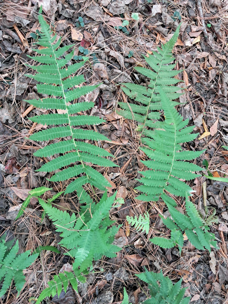 Now's the time to find a shady spot to plant inviting native ferns