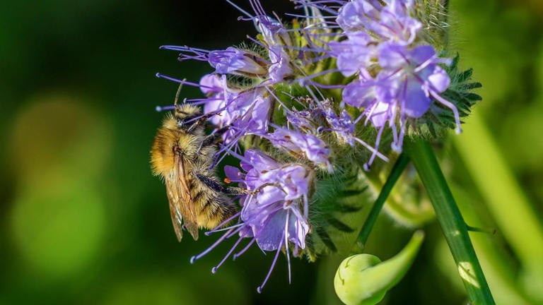 Phacelia säen: So klappt die Aussaat und Kultivierung der Bienenweide