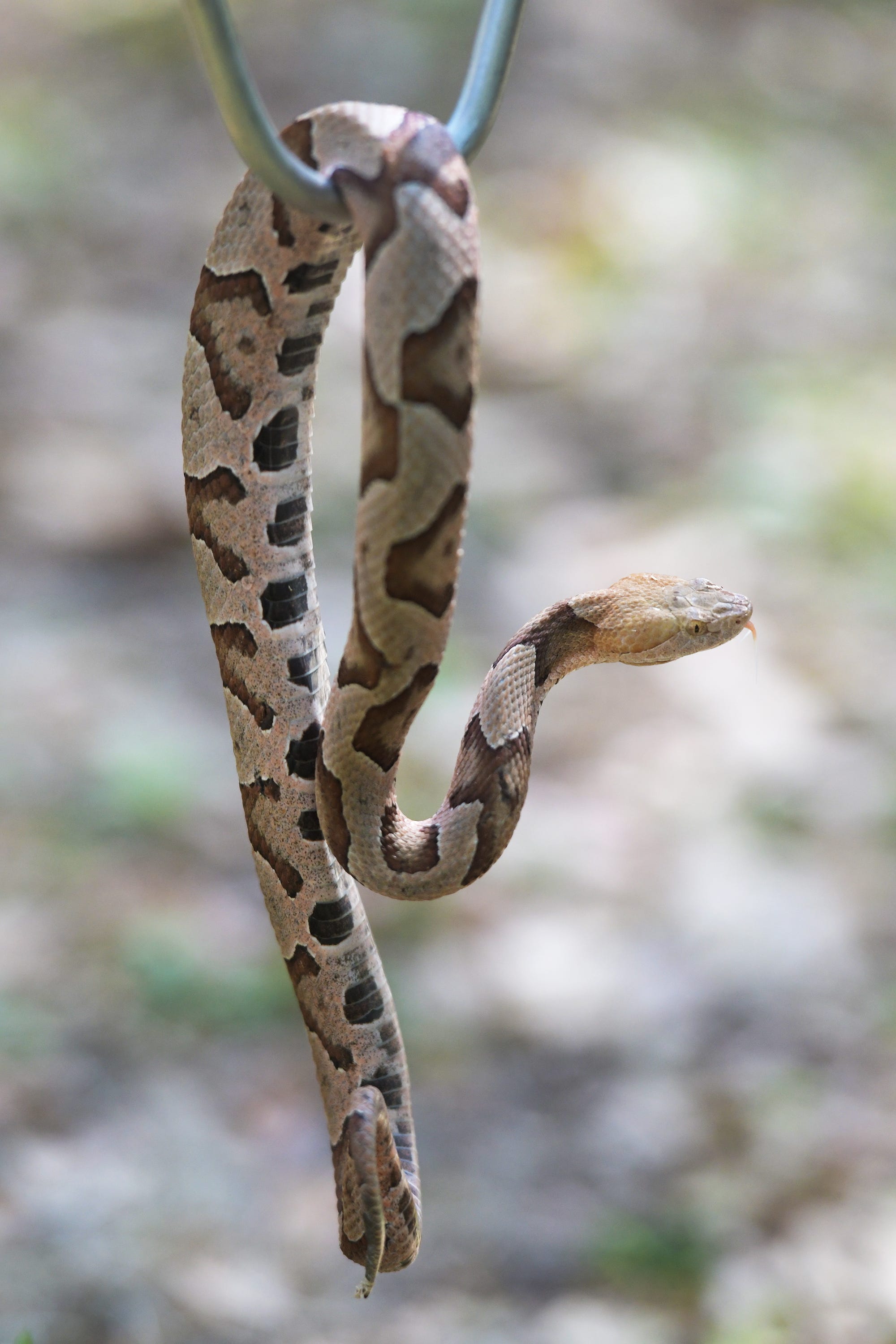 Georgia has six venomous snakes. Here's where they live, what to watch for
