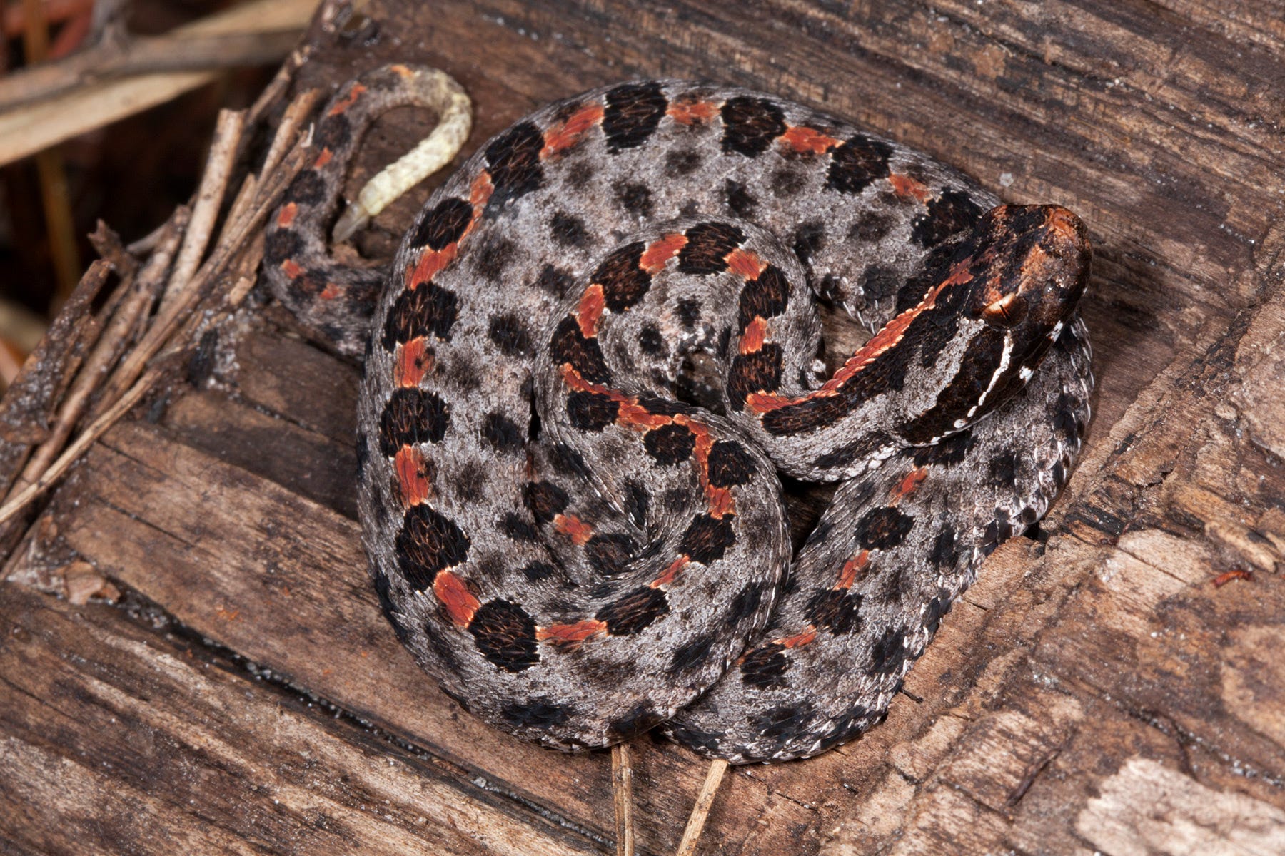 Summer Snake Series: Dusty pygmy rattlesnake is on Florida's venomous list