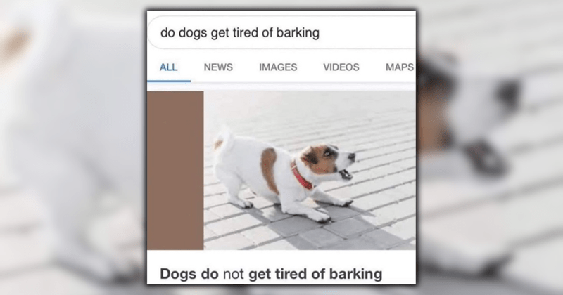 28 Dazzling Dog Memes That Bark up the Right Tree