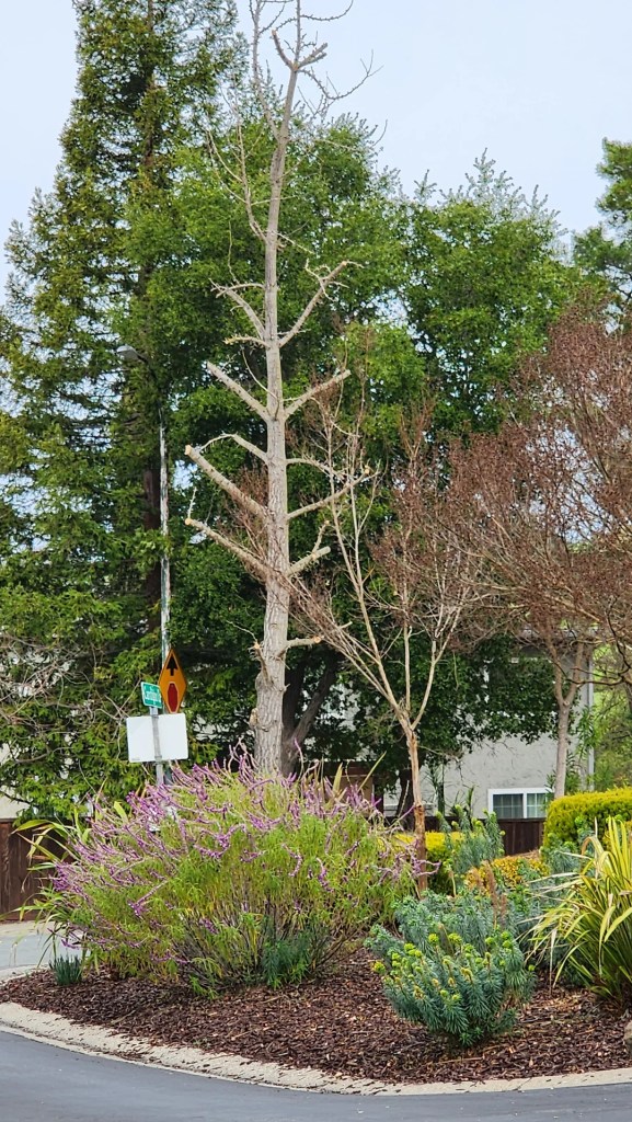 Homeowner distraught over outrageous 'butchering' performed by ...