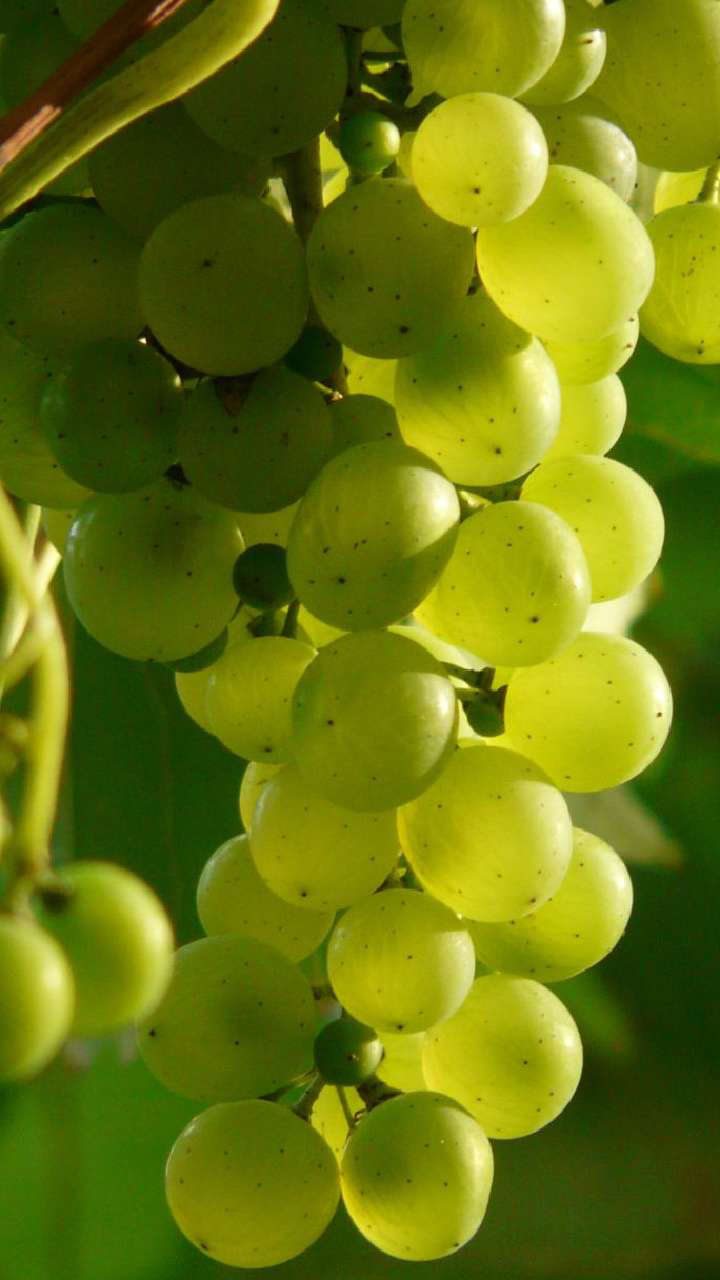 5 Health Benefits Of Adding Grapes To Your Diet 5 Health Benefits Of Adding Grapes To Your Diet