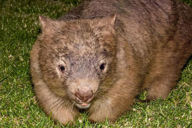 Influencer Who Stole a Screaming Baby Wombat from Its Mom Leaves ...