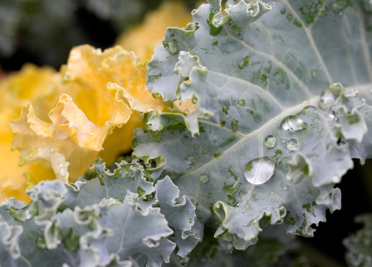 On the menu in June: Chef-O-Nette set to reopen, Ray Ray's readies ...