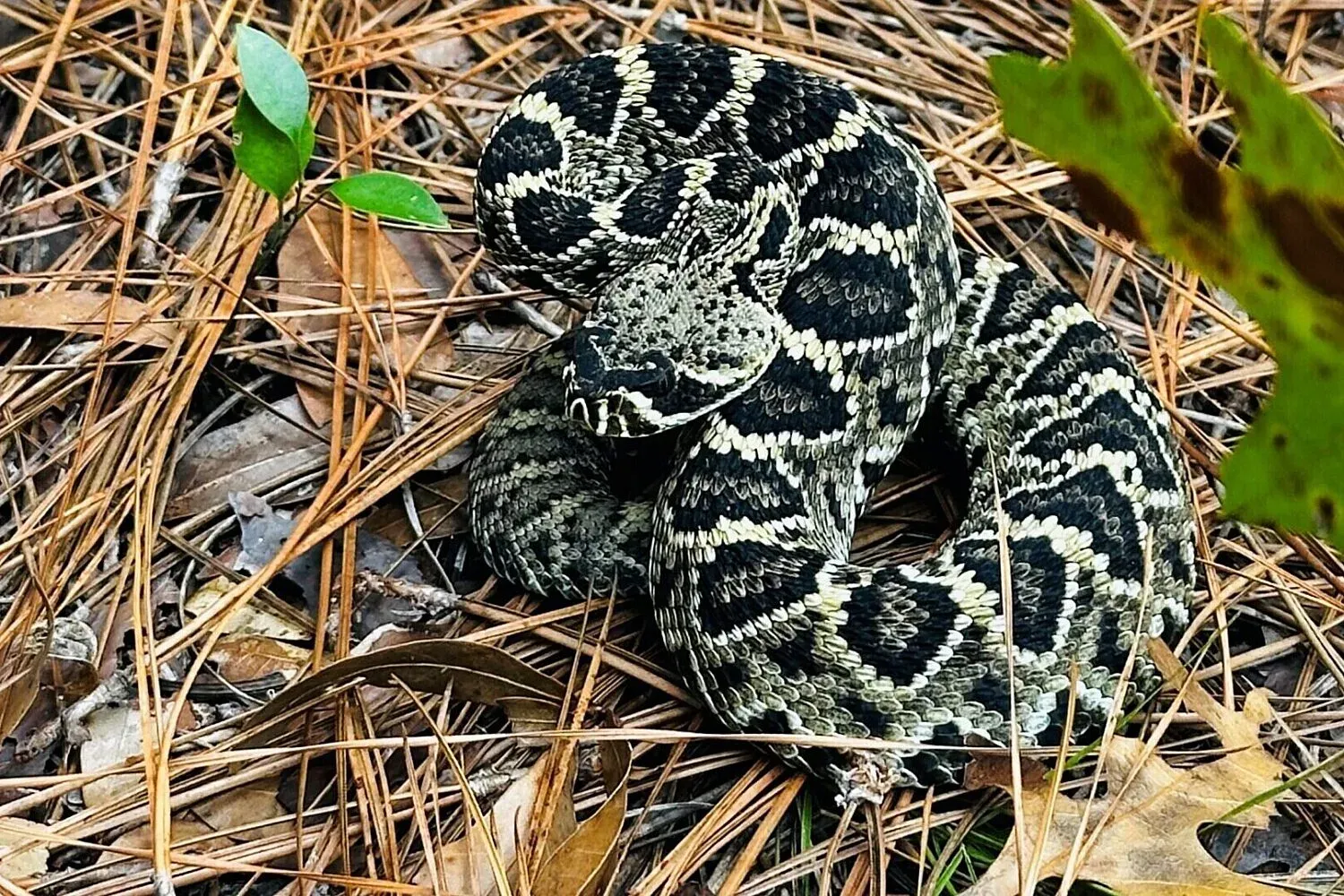 Summer Snake Series: Eastern Diamondback Rattlesnake is on Florida's ...