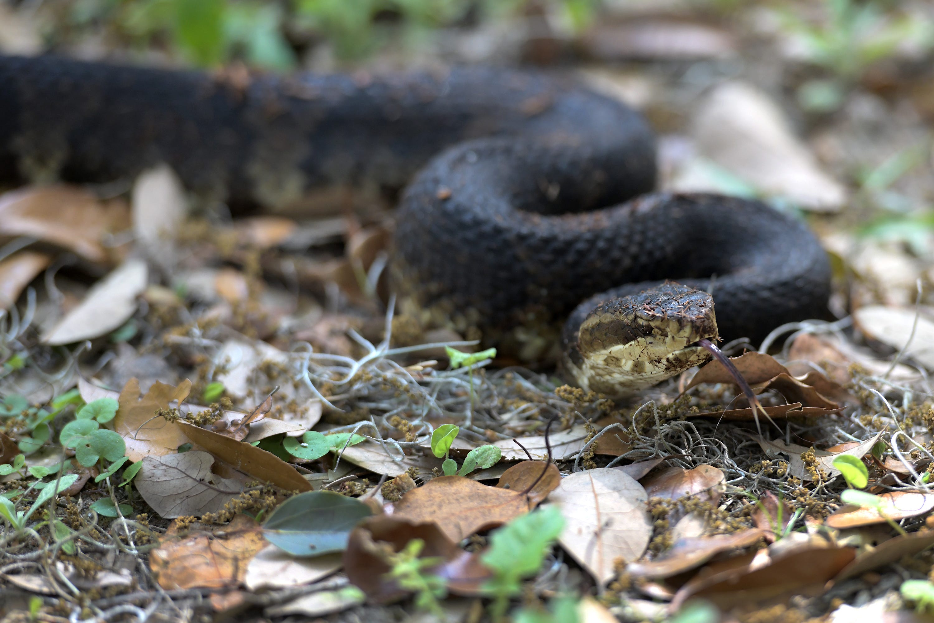 Snakes are out and about in spring. Here's what you need to know about ...
