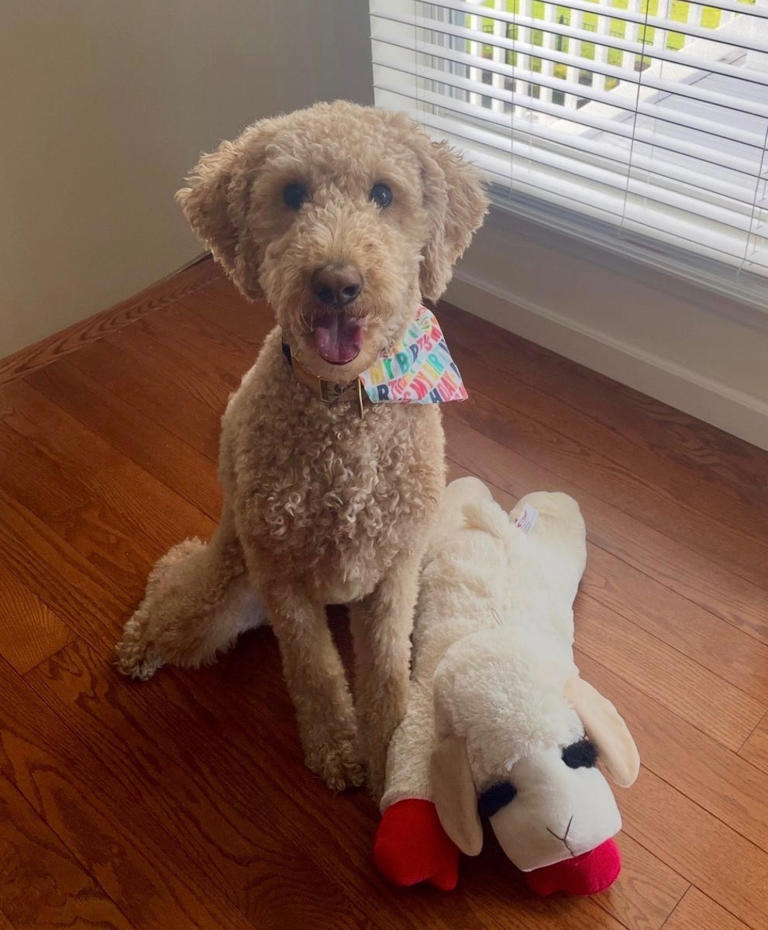 A Complete History of the Viral Lamb Chop Dog Toy