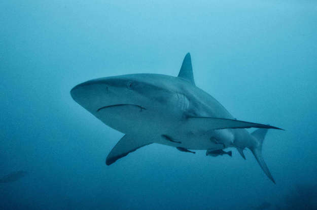 These 10 US States Have the Most Shark Sightings Each Year These 10 US States Have the Most Shark Sightings Each Year