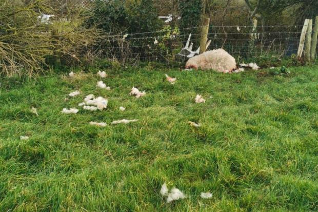 Lambs and sheep mauled to death in 'brutal' attack