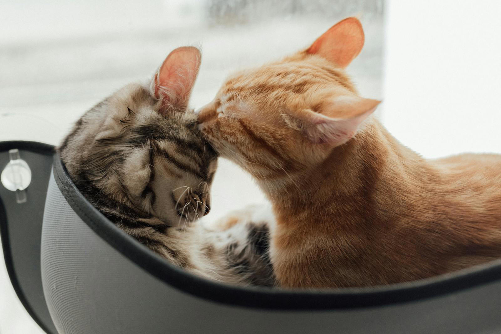 Why Some Cats Become More Affectionate With Age Why Some Cats Become More Affectionate With Age