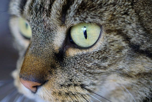 Why Some Cats Become More Affectionate With Age Why Some Cats Become More Affectionate With Age
