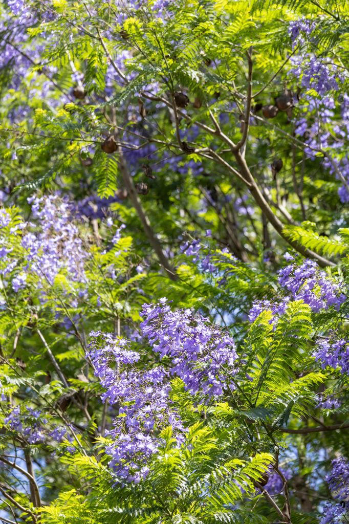 Jacaranda: un árbol de floración espectacular, resistente y fácil de cuidar