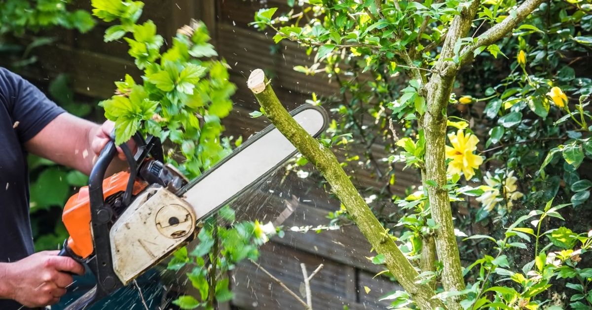 Avoid Pruning These 8 Types of Trees – Especially Type 5, Which Can ...