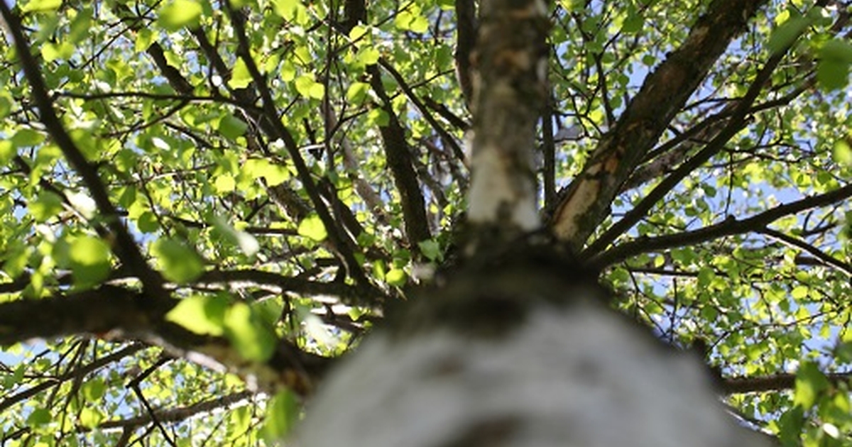 Avoid Pruning These 8 Types of Trees – Especially Type 5, Which Can ...