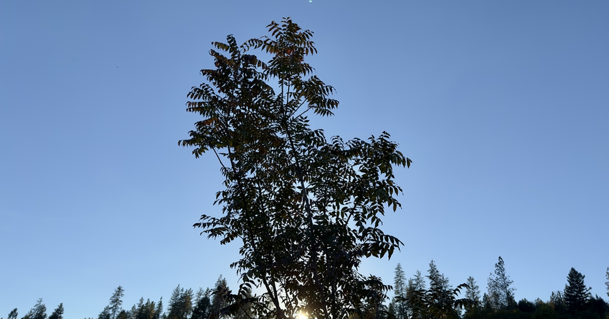 Avoid Pruning These 8 Types of Trees – Especially Type 5, Which Can ...