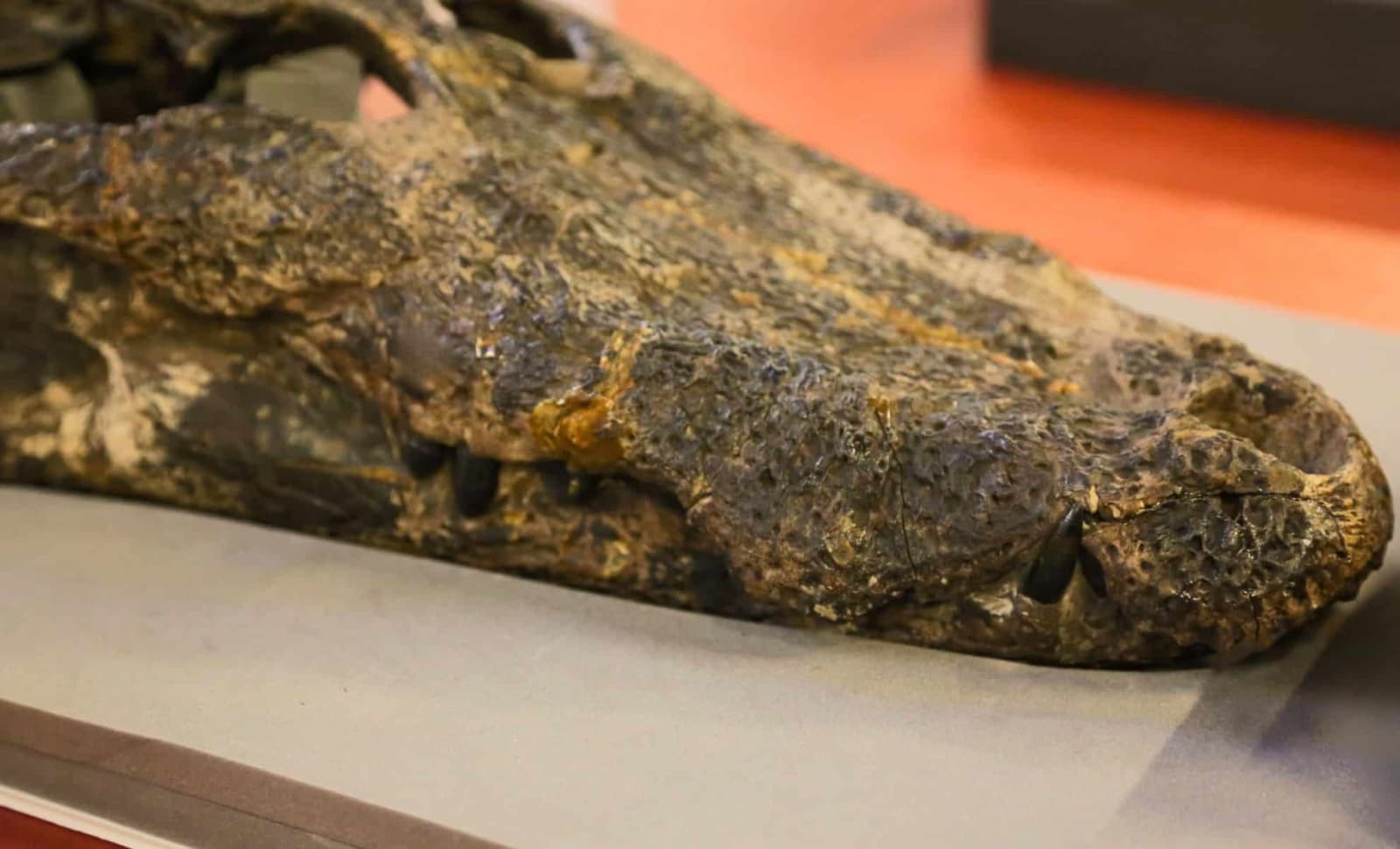 Scientists Discovered the Last Crocodile in Central Europe—and It Wasn ...