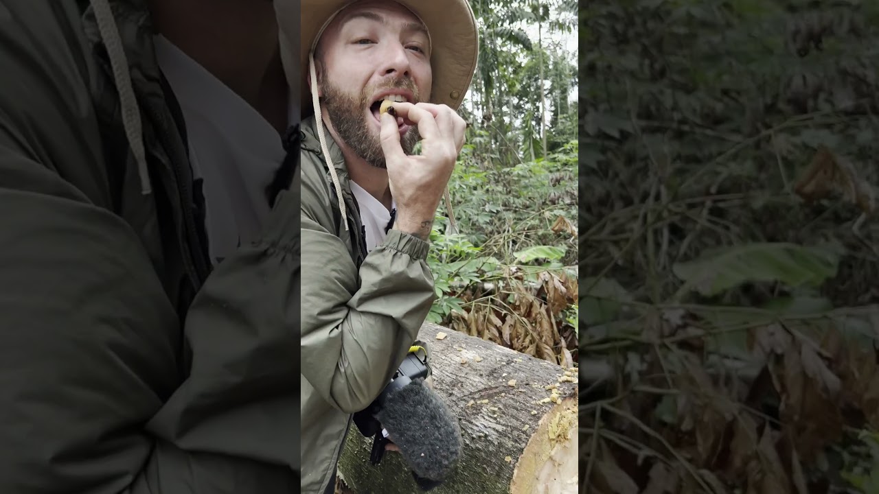 🇪🇨 Eating Worms in Ecuador Amazonian Jungle #shorts