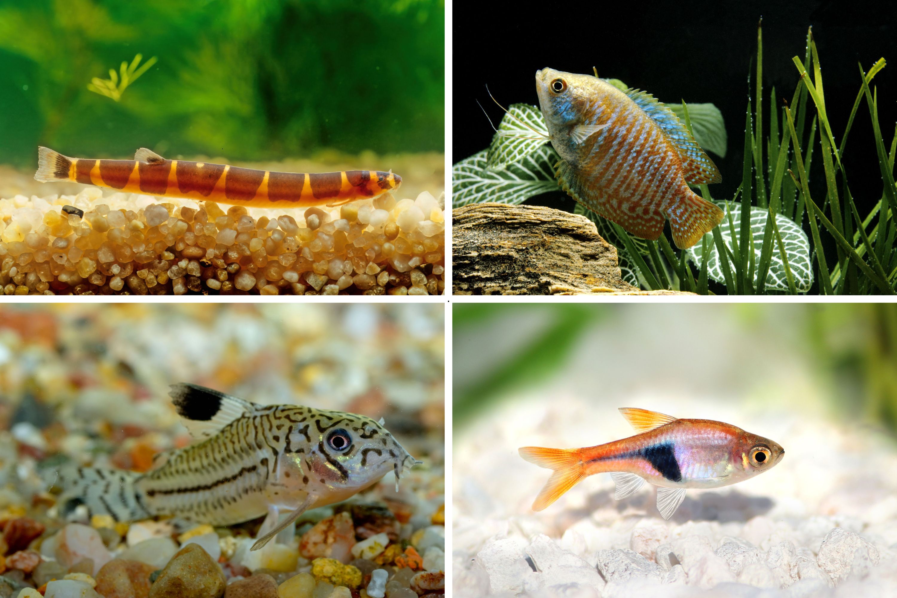 Friendly Tropical Fish 2025: Here are 13 passive aquarium fish perfect ...