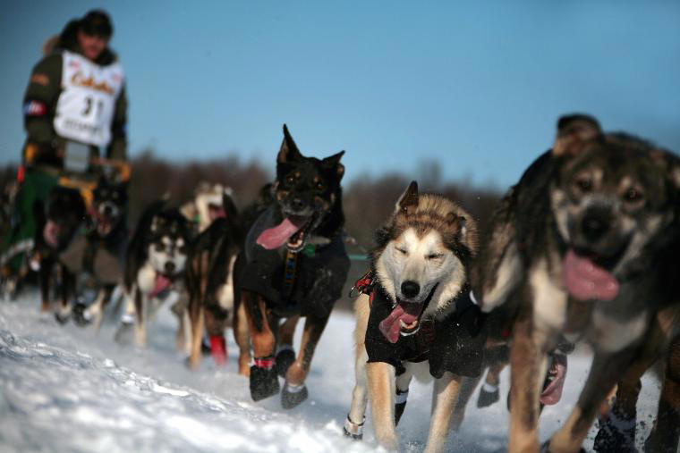 Iditarod purse, payout breakdown: How much prize money does 2025 dog ...