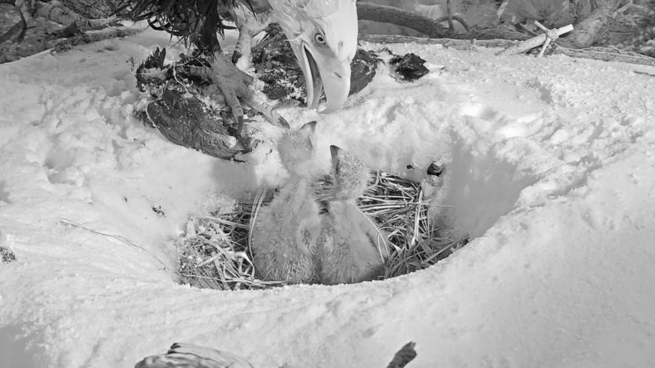 One eaglet appears to be missing from the Big Bear eagle nest