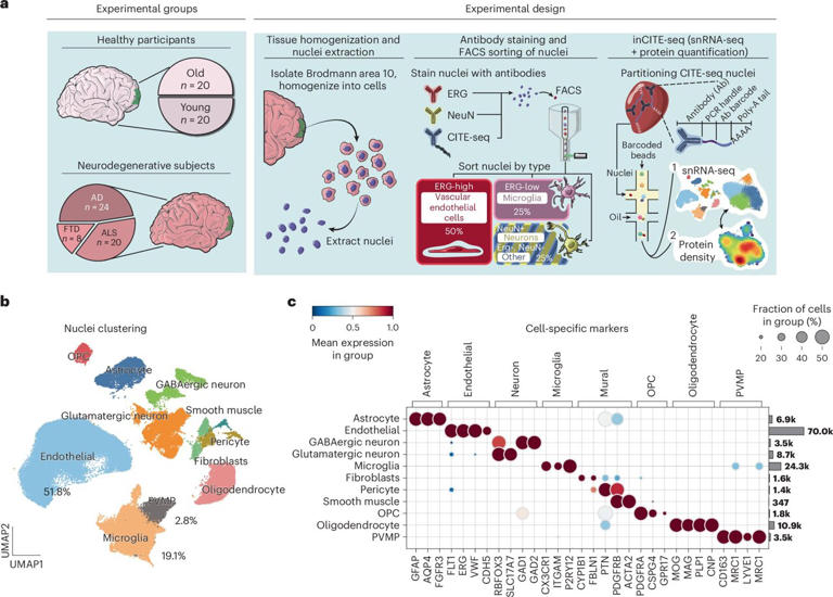 Decreased levels of TDP-43 gene may be contributing to ...
