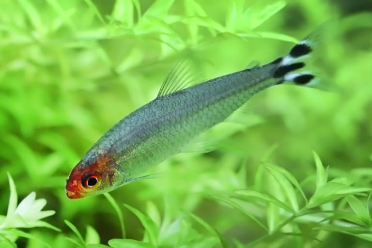 Friendly Tropical Fish 2025: Here are 13 passive aquarium fish perfect ...