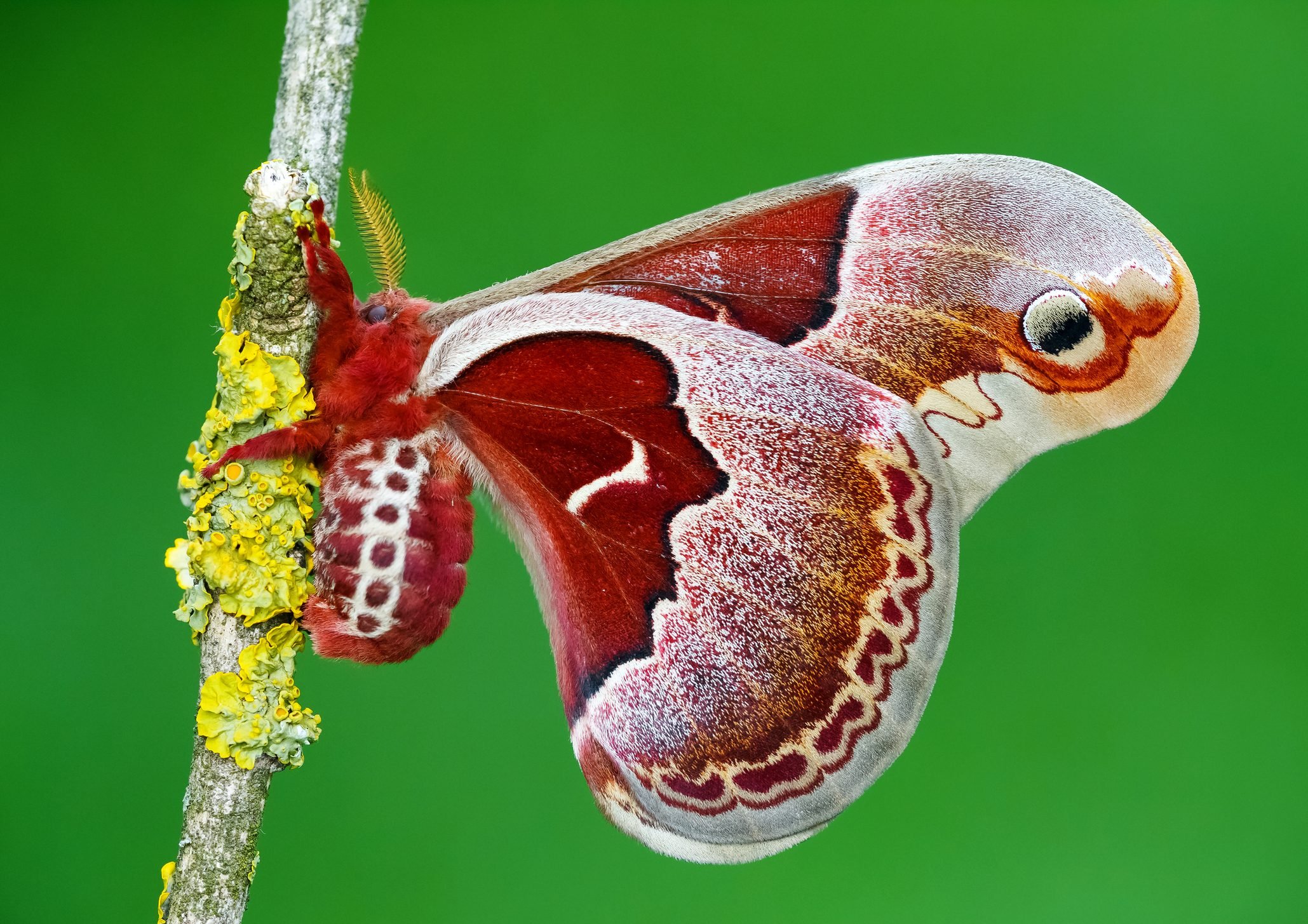 How to Identify a Promethea Silk Moth