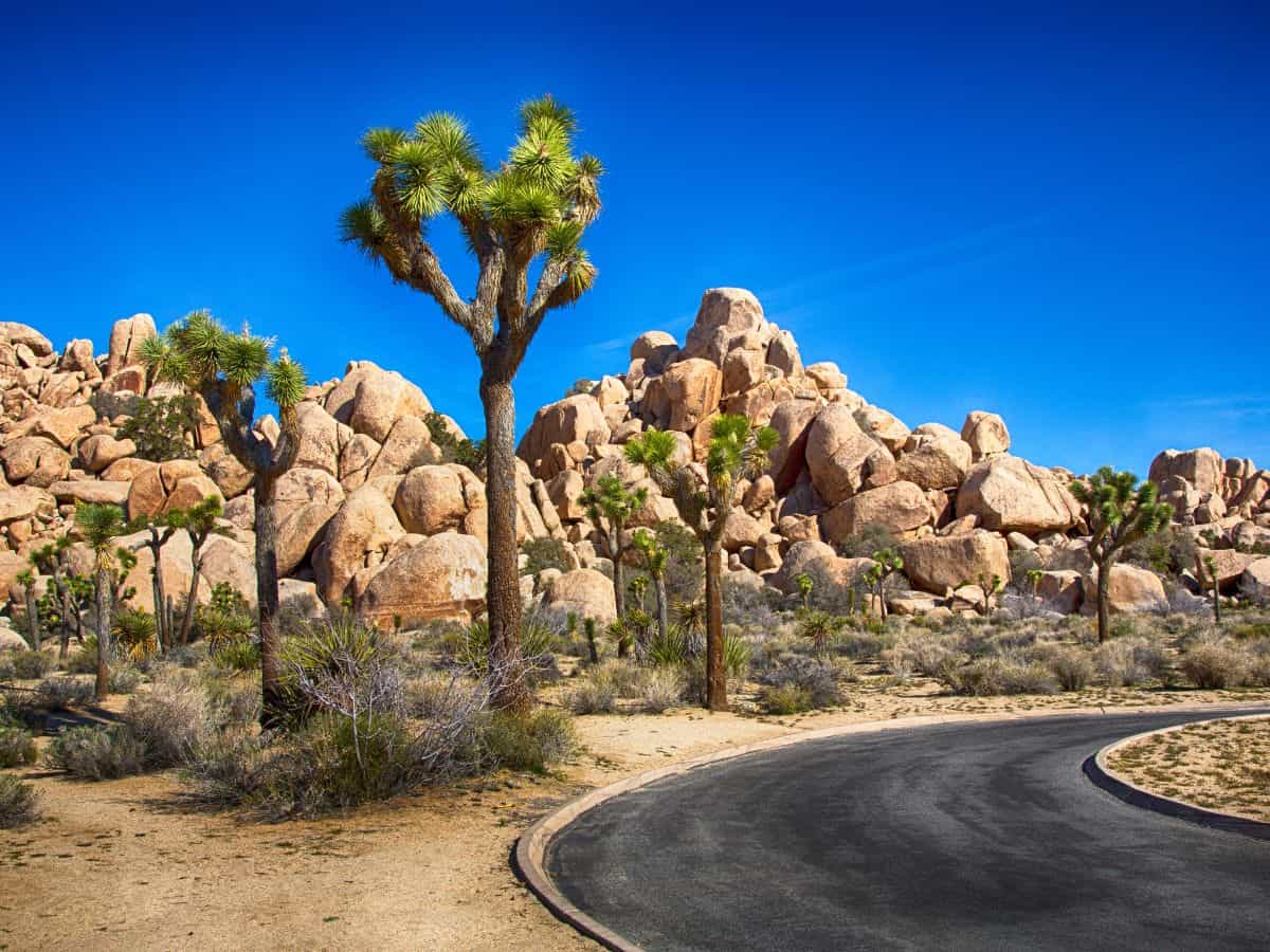 Is Spring Really the Best Time to Visit Joshua Tree National Park? Here ...