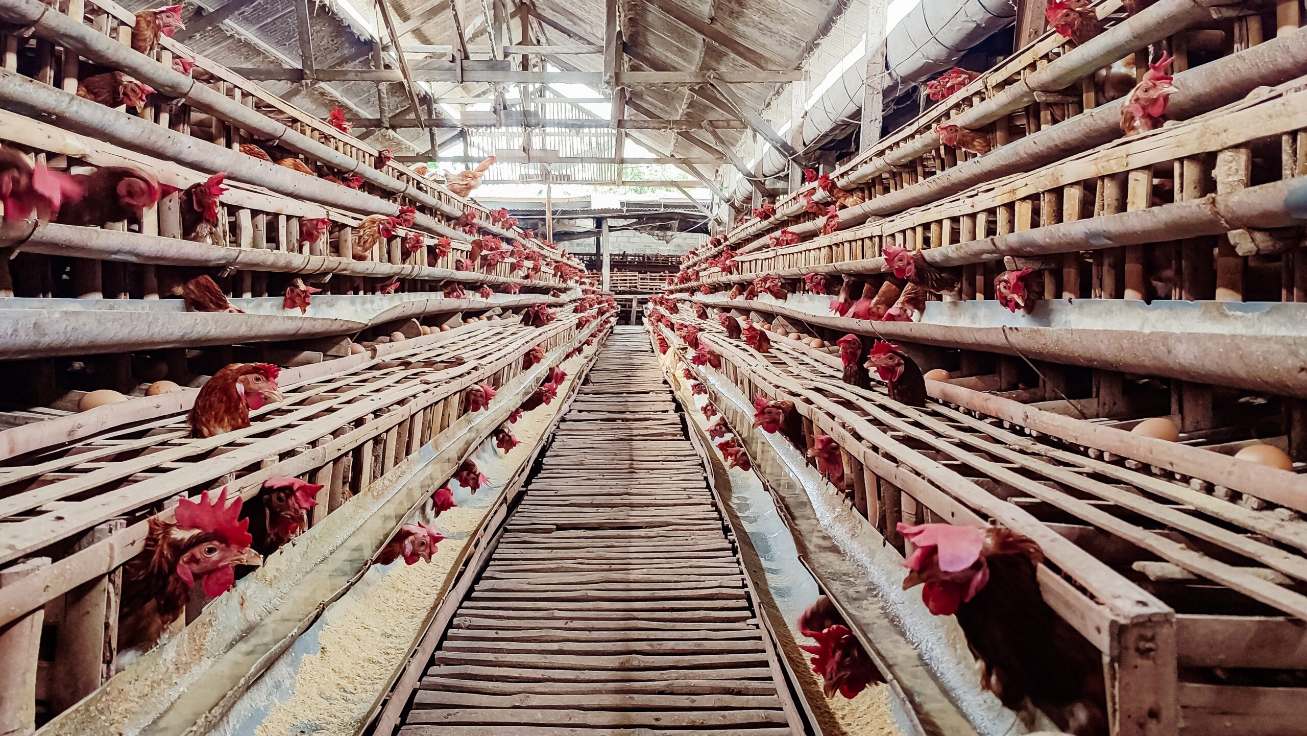 13 Horrifying Truths About Factory Farming & Why It’s a Catastrophic ...