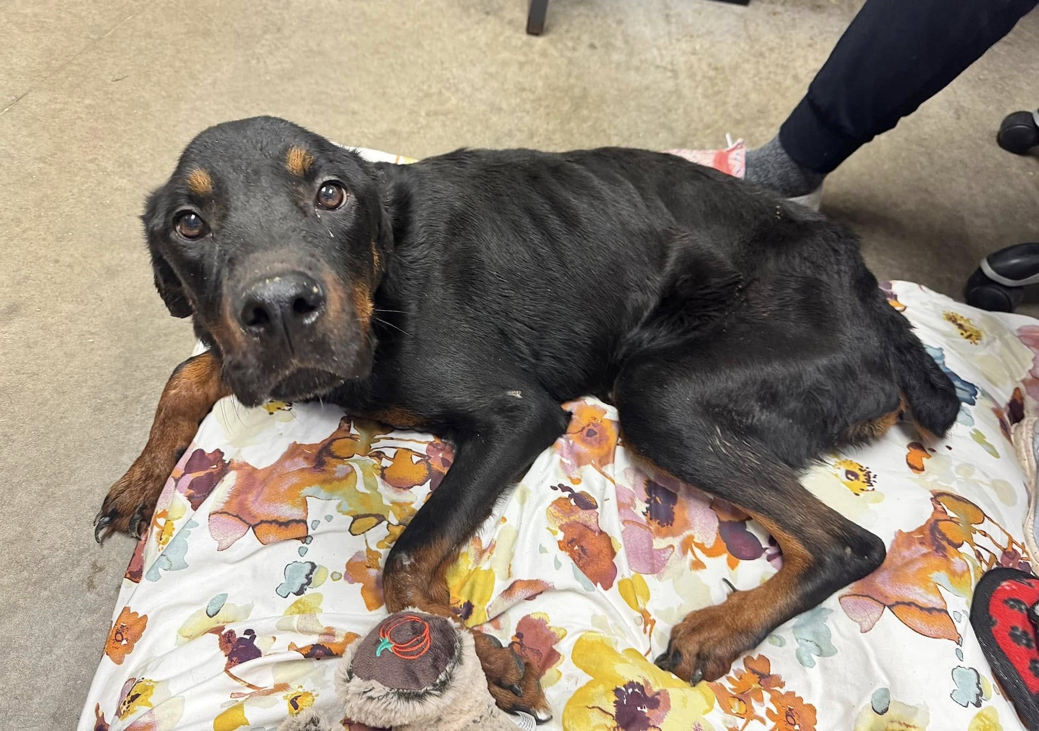 BARC cuts ties with Fort Worth-area rescue after authorities seize ...