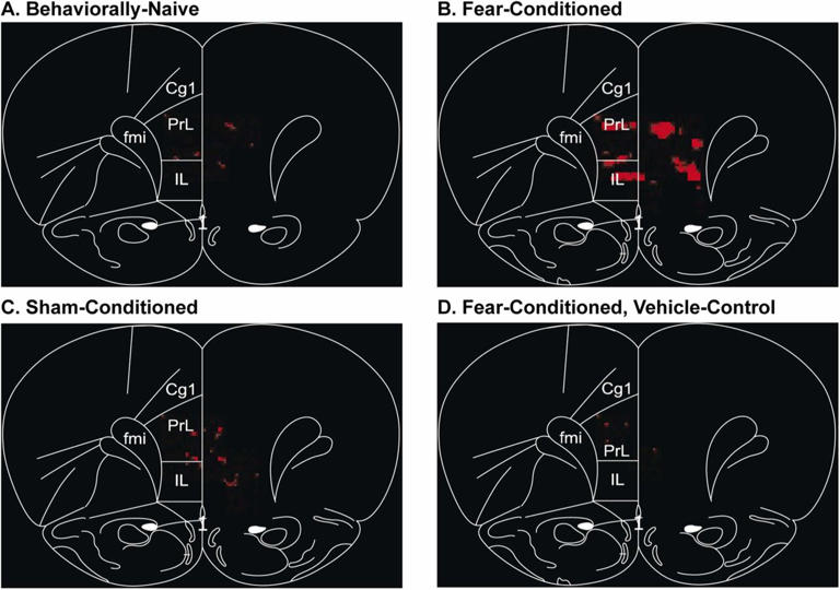 Photoacoustic imaging reveals new insights into how the brain learns ...