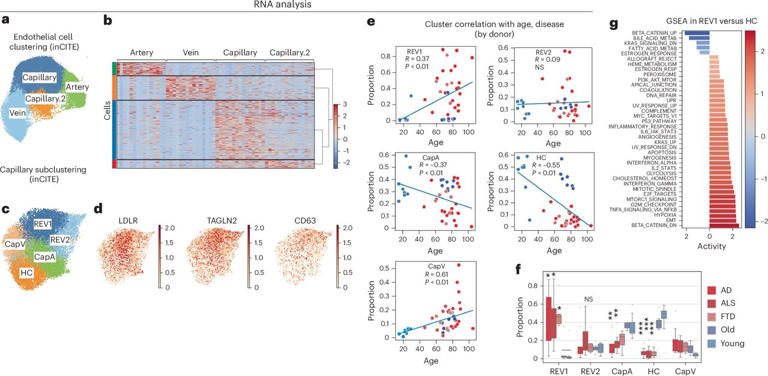 Decreased levels of TDP-43 gene may be contributing to ...