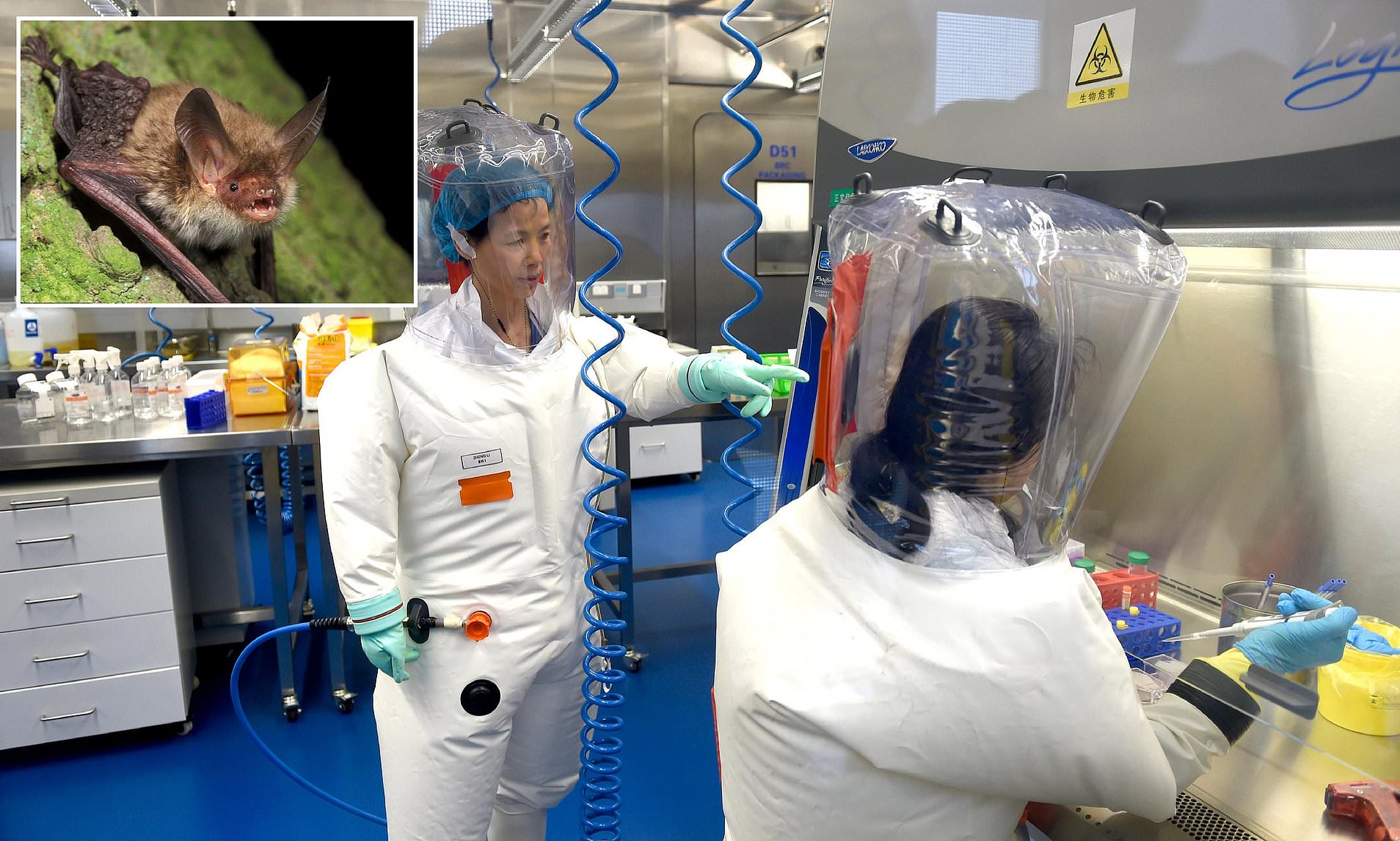 Pandemic fears as NEW coronavirus discovered by China-linked scientist