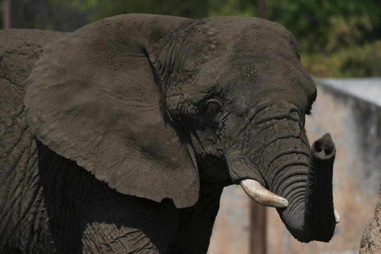 Mexico’s supreme court rules in favor of Ely, a depressed elephant at a zoo