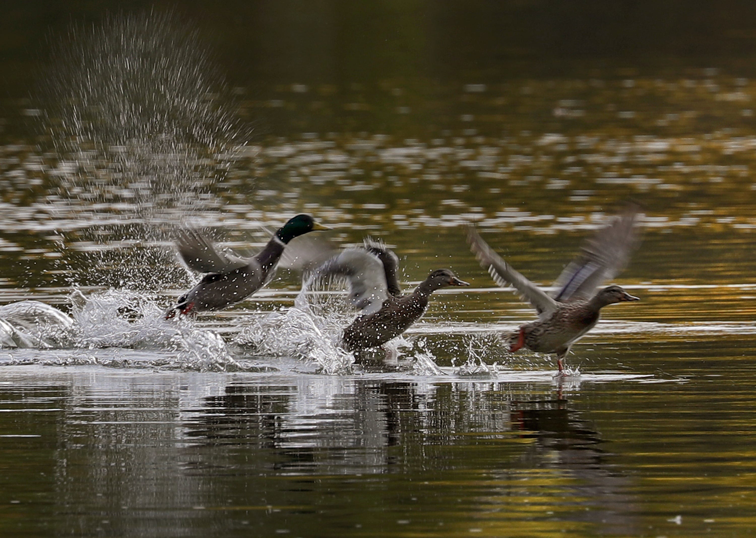 90 dead mallards removed from Little Chute pond tested negative for ...