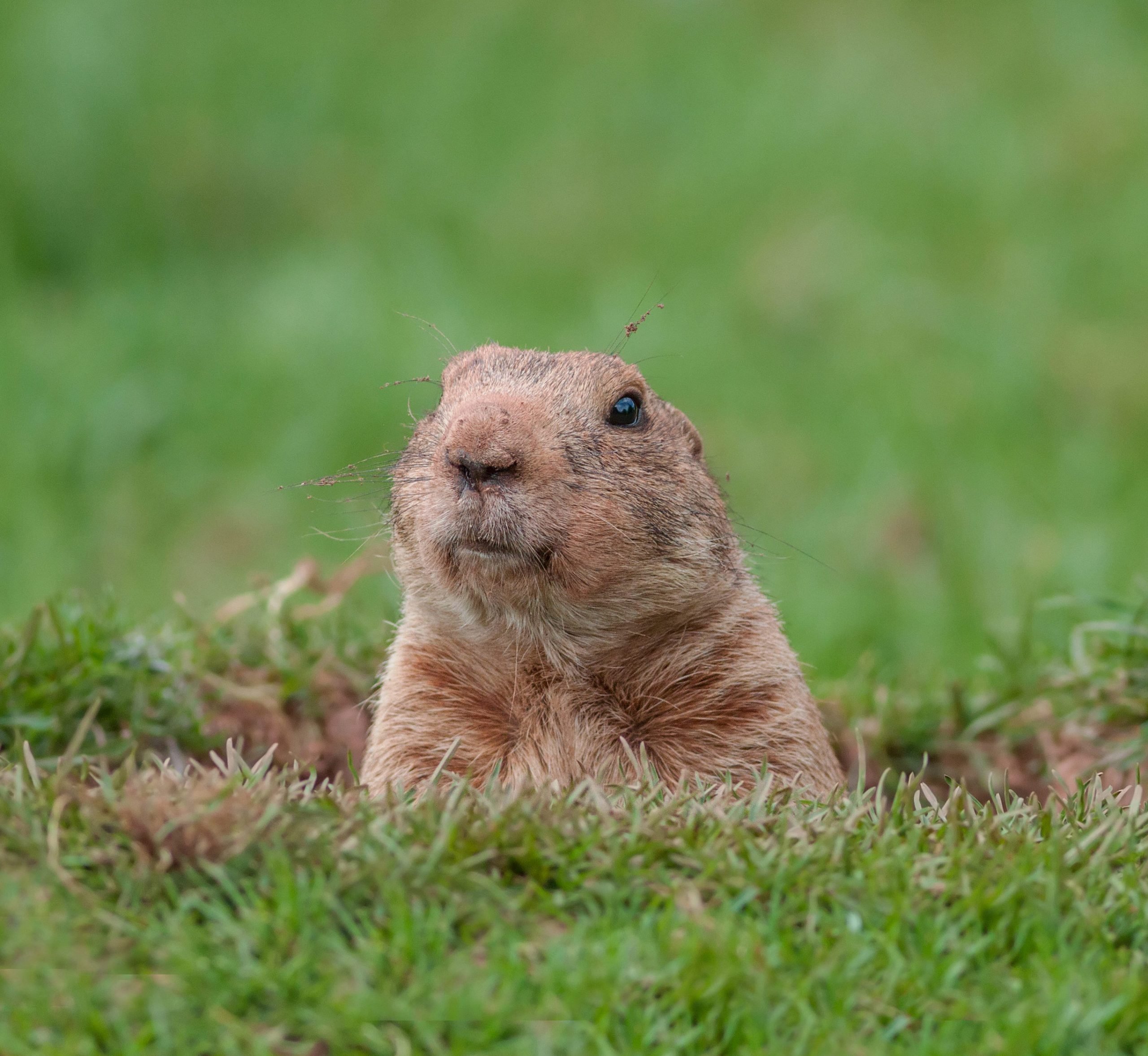 13 Animals That Can (Supposedly) Predict the Weather