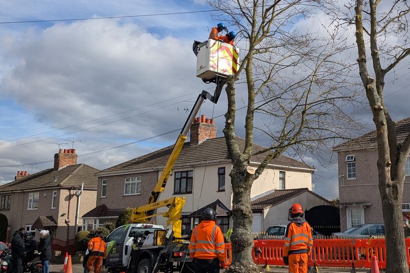 Work starts to fell Coventry street trees for controversial cycleway