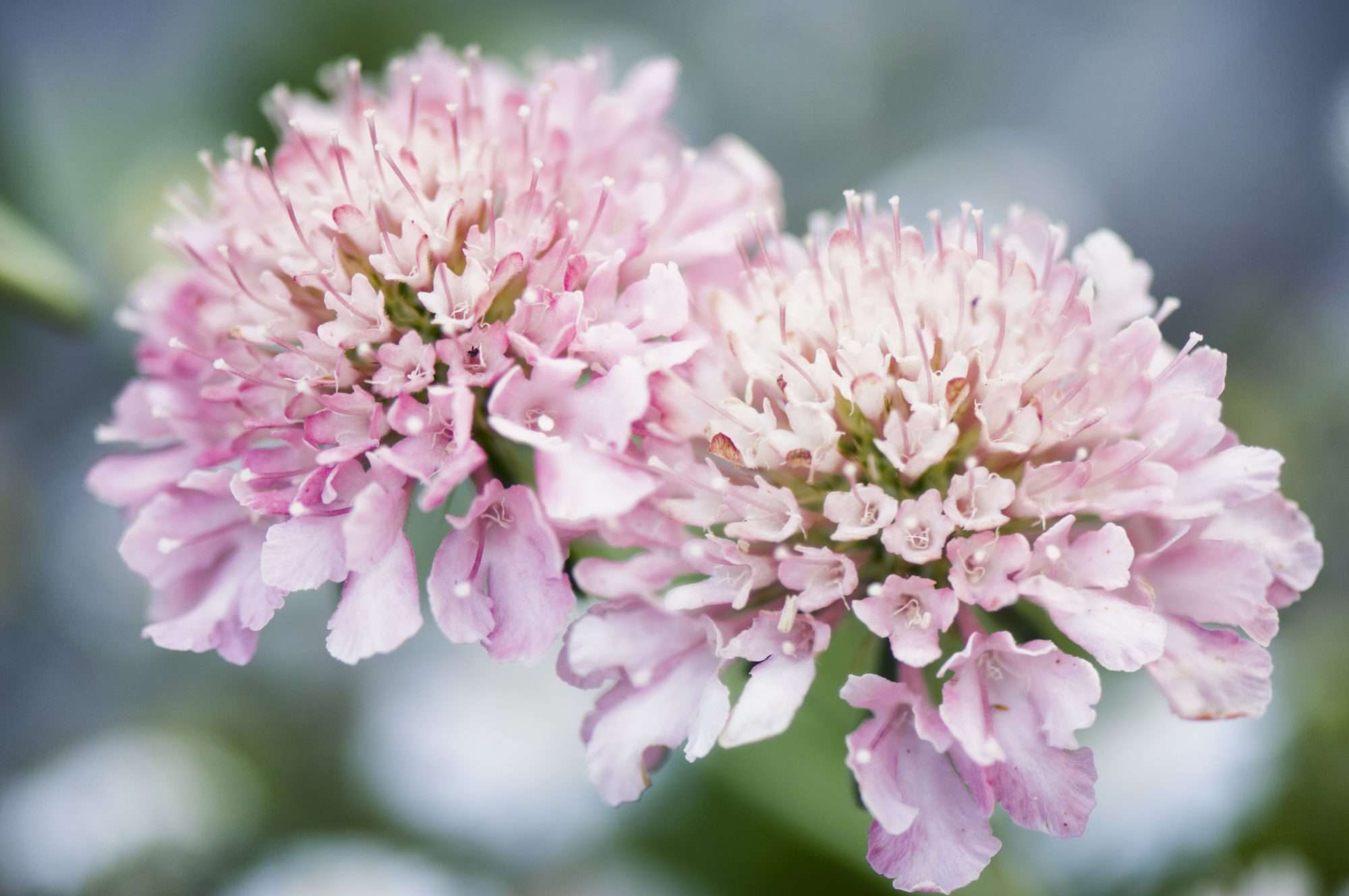 How To Grow And Care For Pincushion Flower