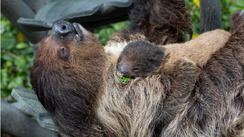Cute pictures: Baby sloth born at San Diego zoo