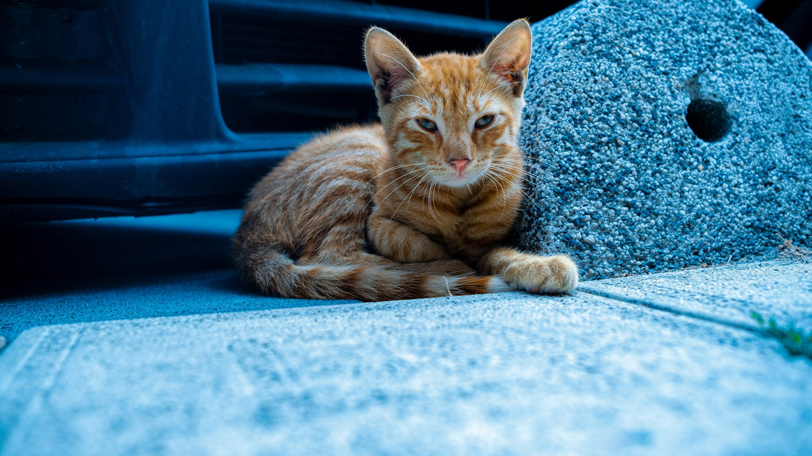 Why Some Cats Are More Affectionate When You’re Feeling Sad Why Some Cats Are More Affectionate When You’re Feeling Sad